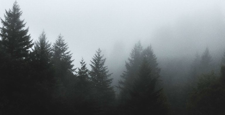 Poison Panic & the History of Arsenic