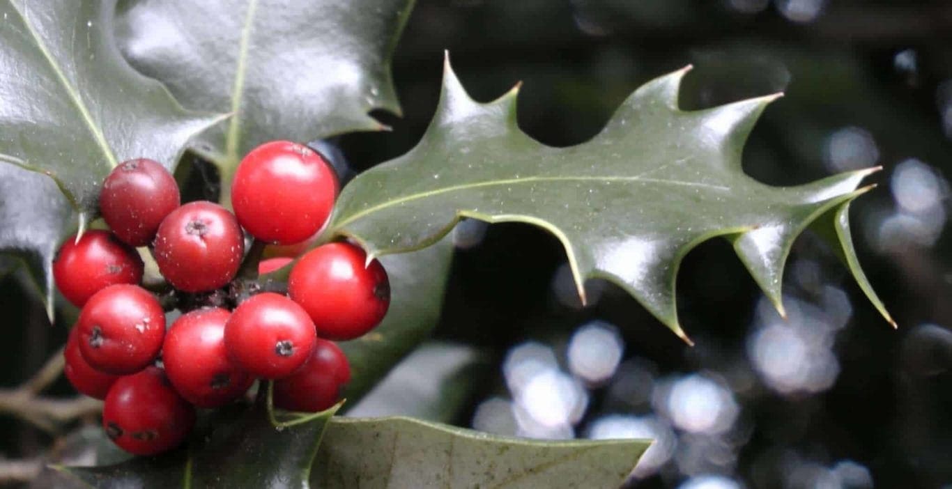 Anglo-Saxon Christmas - Historic UK