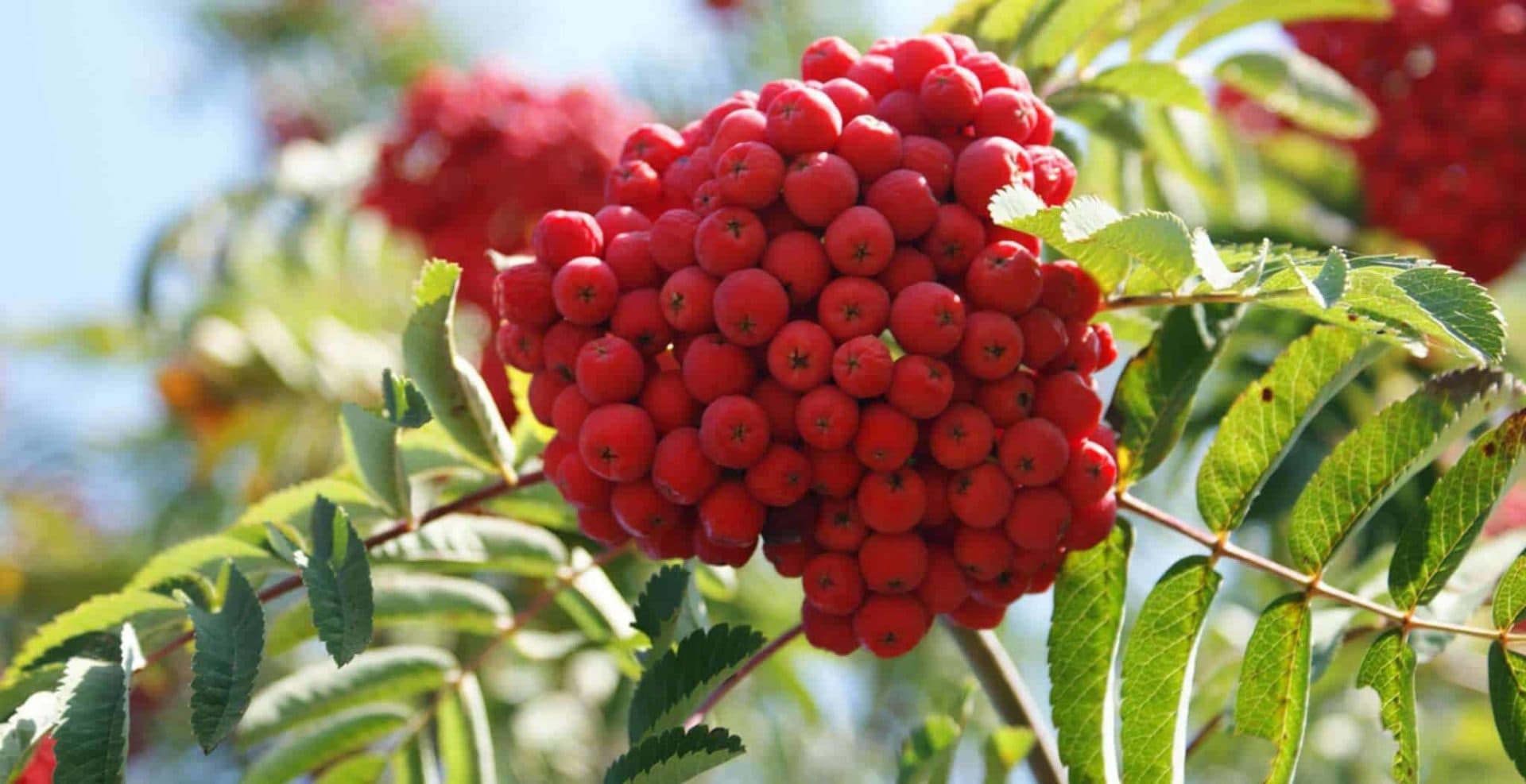 Trees and Plants used in Witchcraft