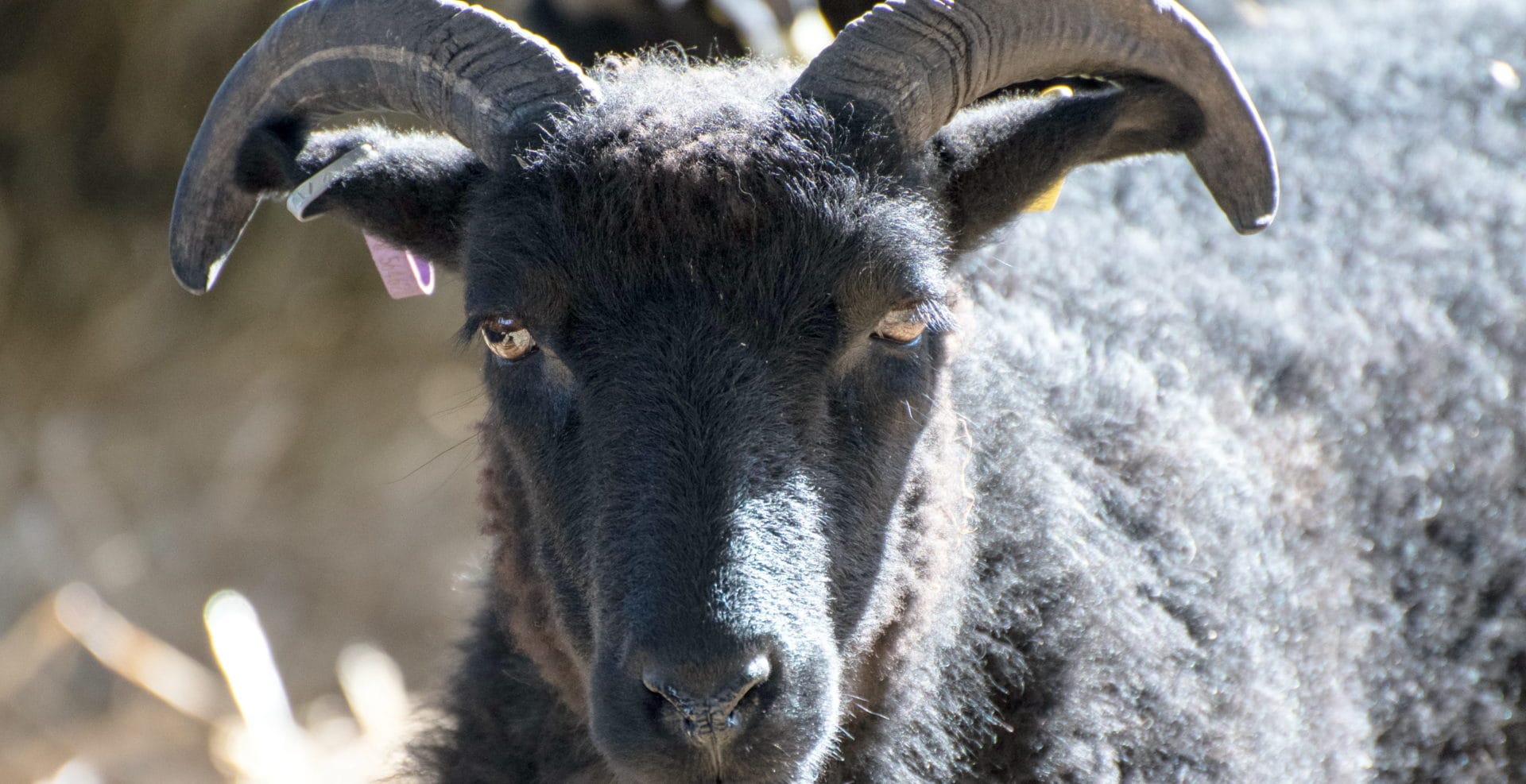 The Seaweed Eating Sheep of North Ronaldsay - Historic UK