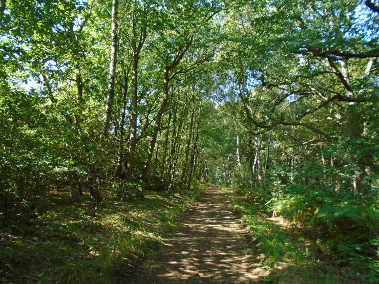 The History of Sherwood Forest - Historic UK